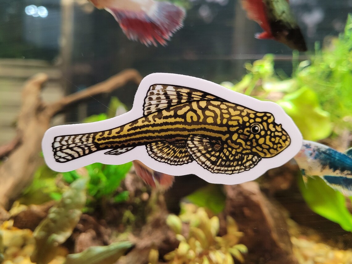 Reticulated Hillstream Loach – LeafJellyArts